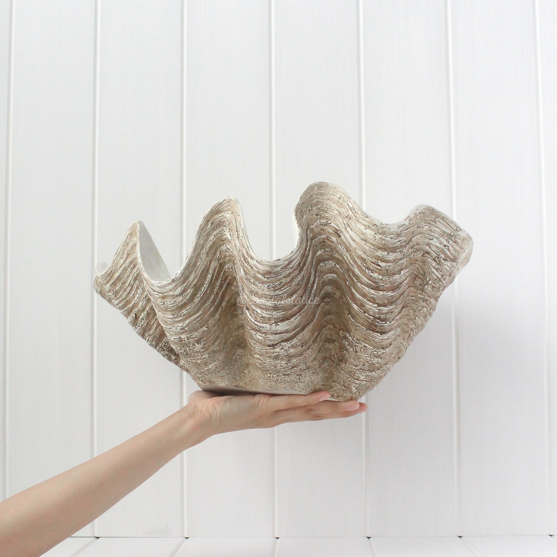 Coastal Clam Shell Bowl Large – Coastal Statice